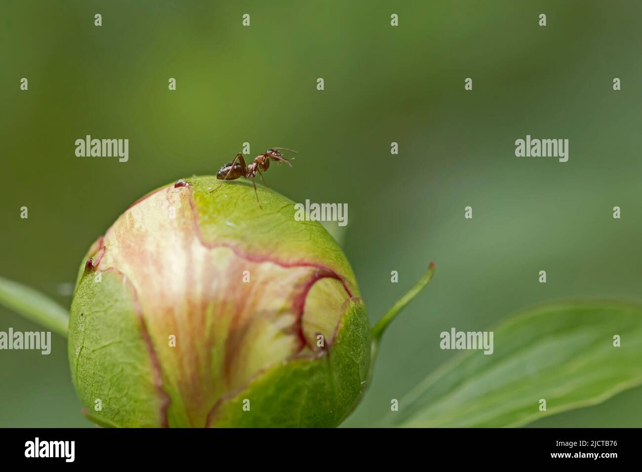 Peony and ant hi-res stock photography and images - Alamy