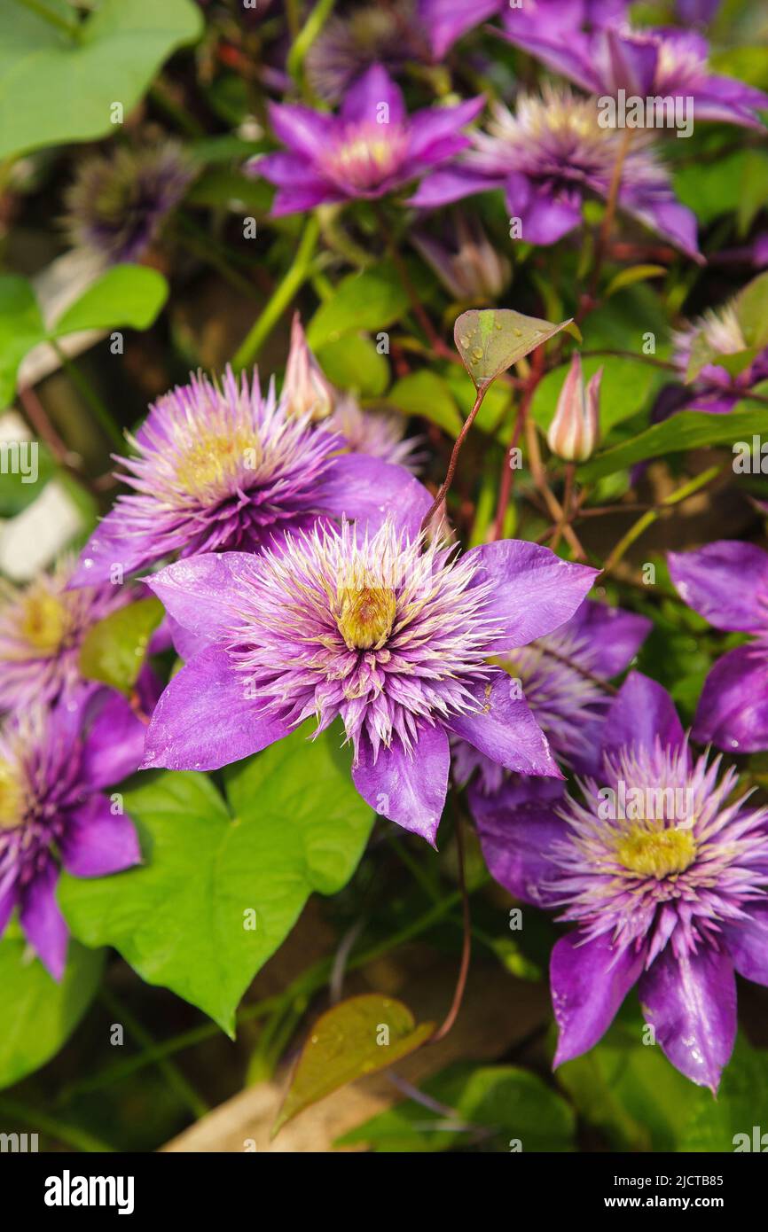 Clematis flowers at Prescott Park in Portsmouth, New Hampshire during ...