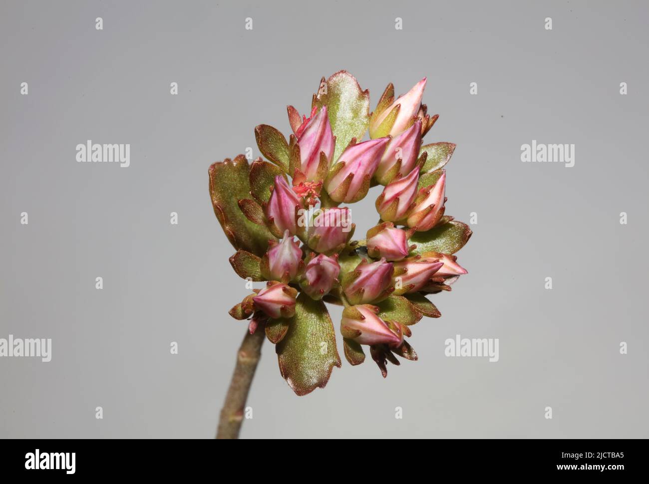 Wild rock flower blossom close up sedum spurium family crassulaceae ...