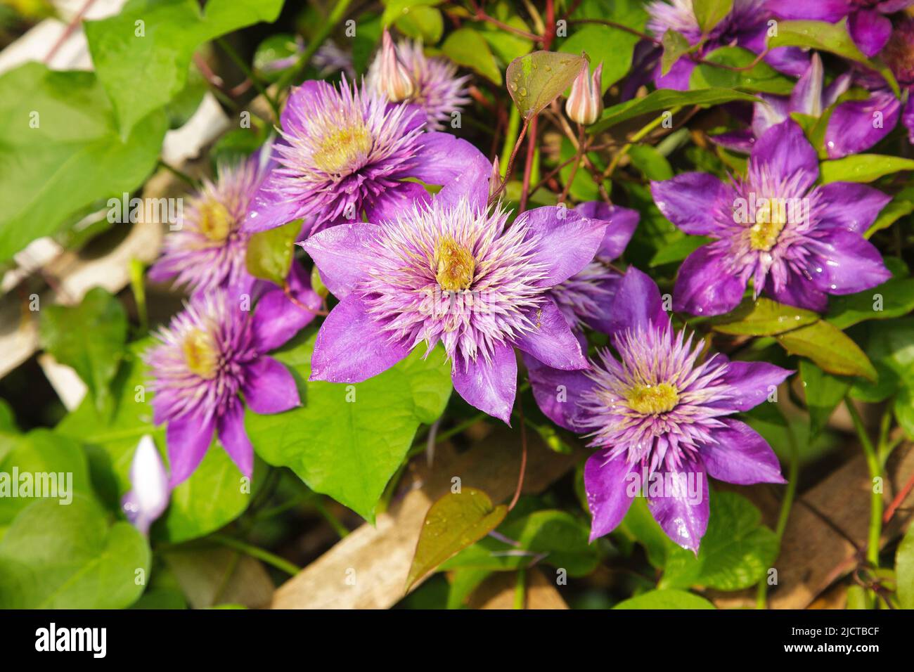 Clematis flowers at Prescott Park in Portsmouth, New Hampshire during ...