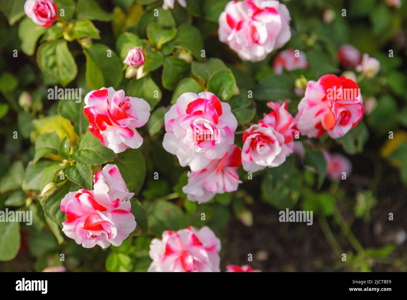 Impatiens flowers at Prescott Park in Portsmouth, New Hampshire during ...