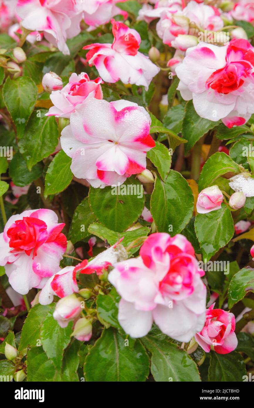 Impatiens flowers at Prescott Park in Portsmouth, New Hampshire during ...