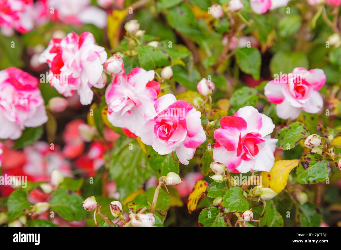 Impatiens flowers at Prescott Park in Portsmouth, New Hampshire during ...