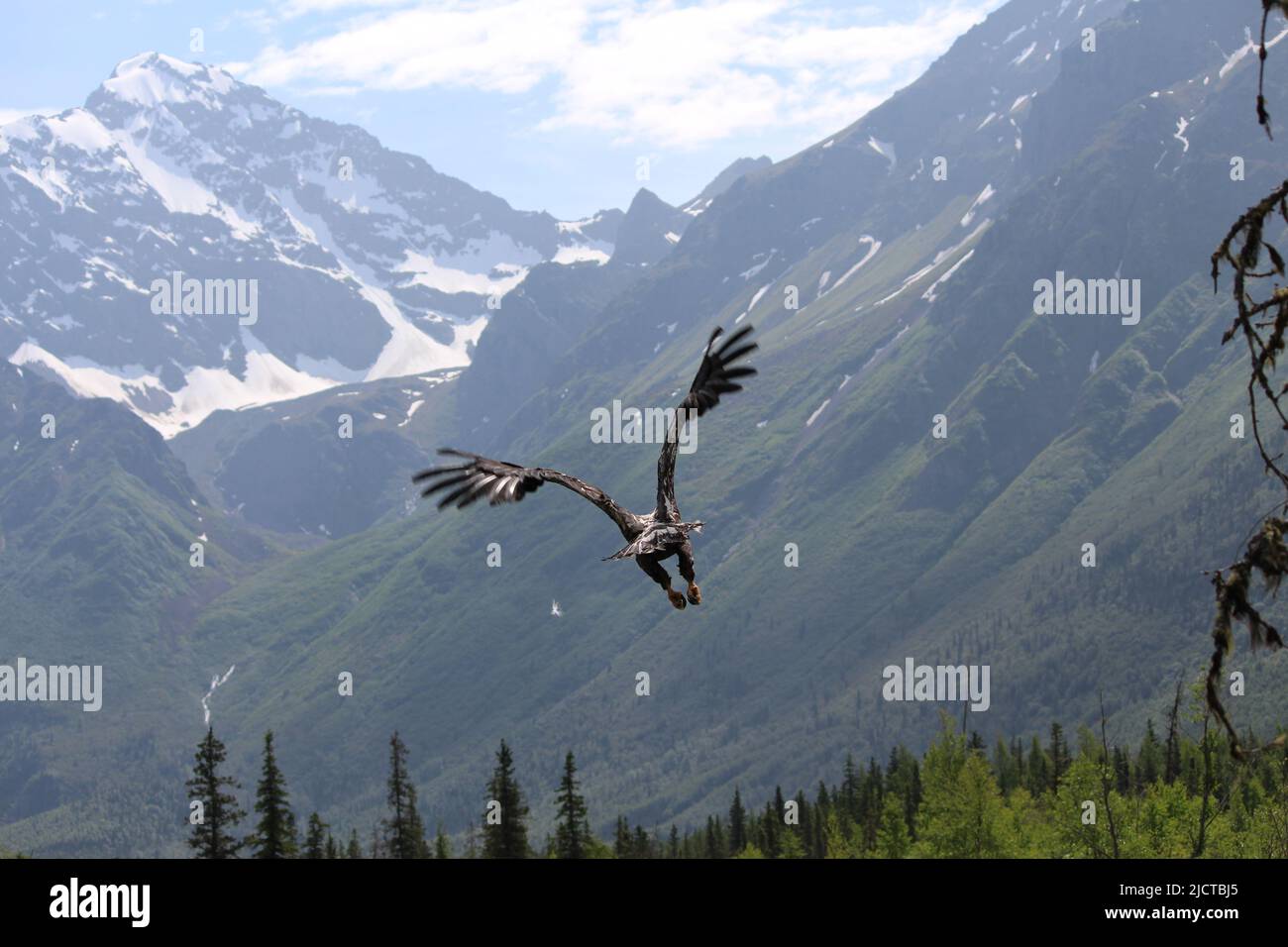 bald eagle flying away Stock Photo - Alamy
