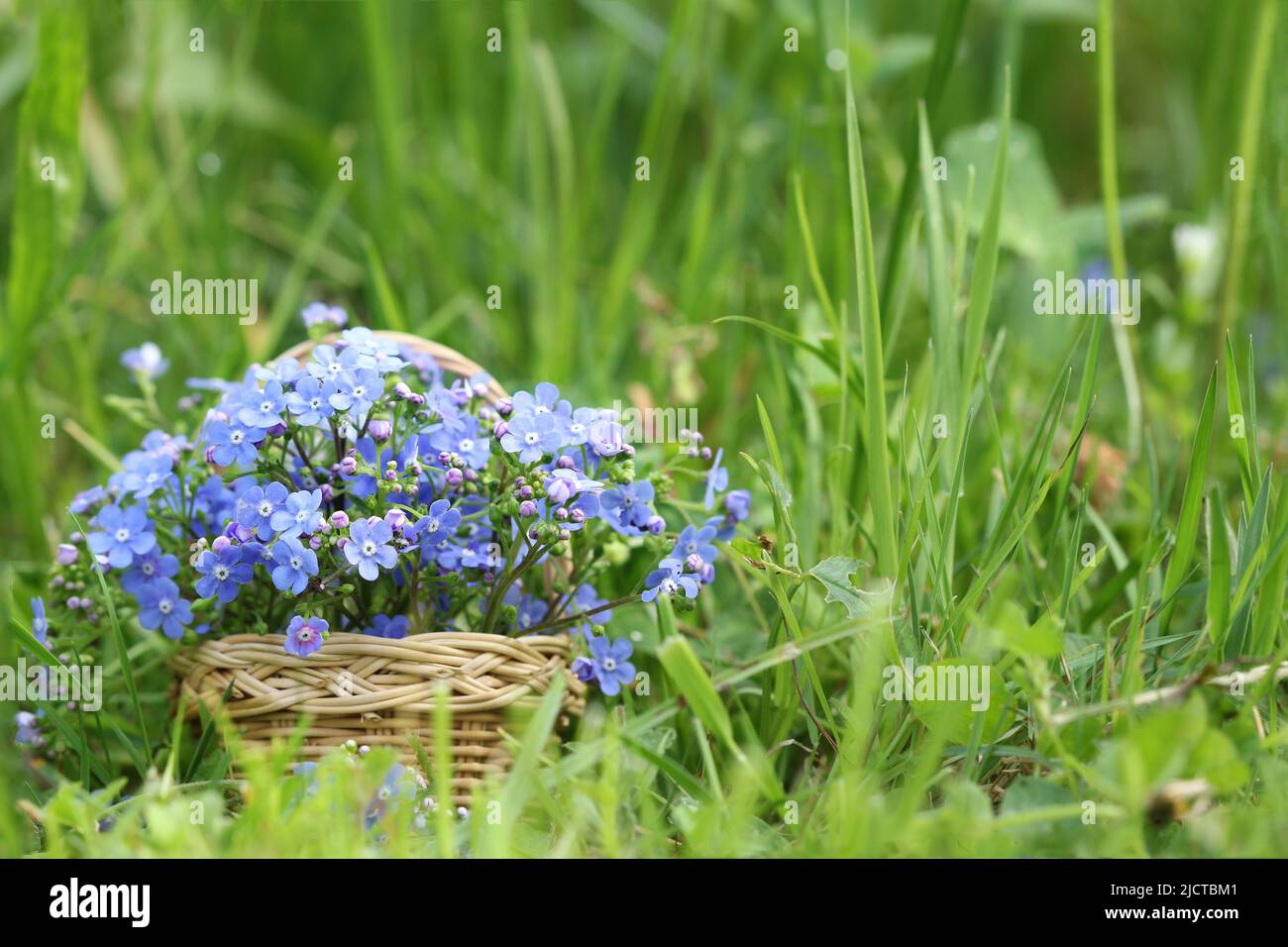 Basket of wild spring flowers of forget-me-not Stock Photo - Alamy