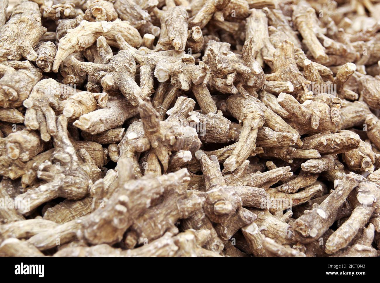 Chinese Herbal medicine - American Ginseng roots (Panax quinquefolius ...