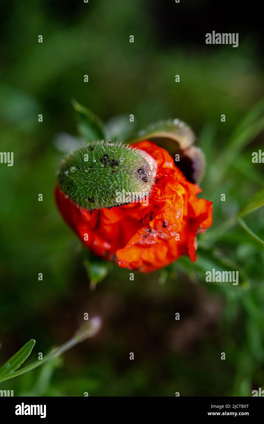 close-up of an almost open flower bud of a poppy (papaver Stock Photo ...