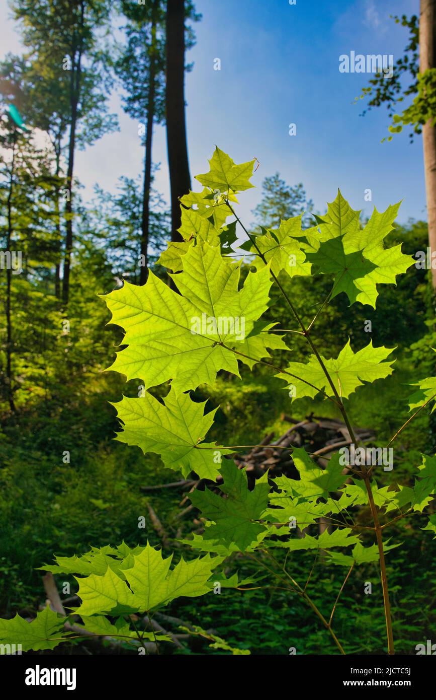 Greeny blue texture hi-res stock photography and images - Alamy