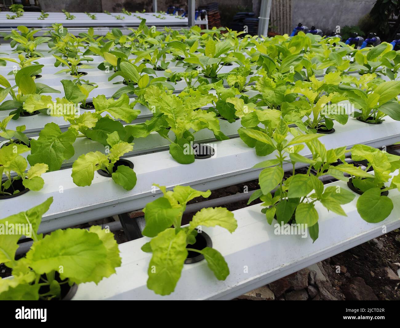 mustard farming using a hydroponic system Stock Photo - Alamy