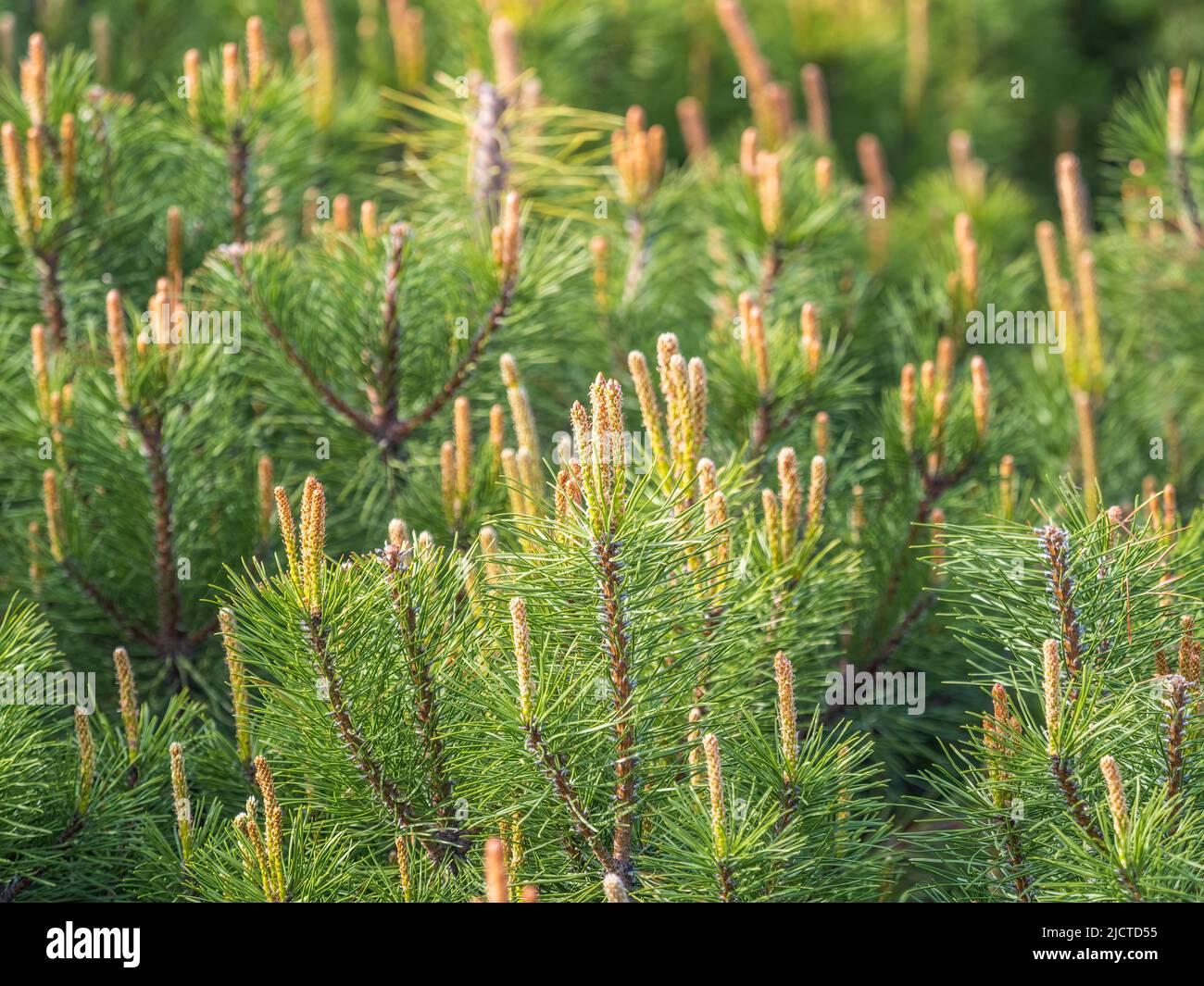 Green small pine trees with fresh shoots in spring or summer. Dense ...