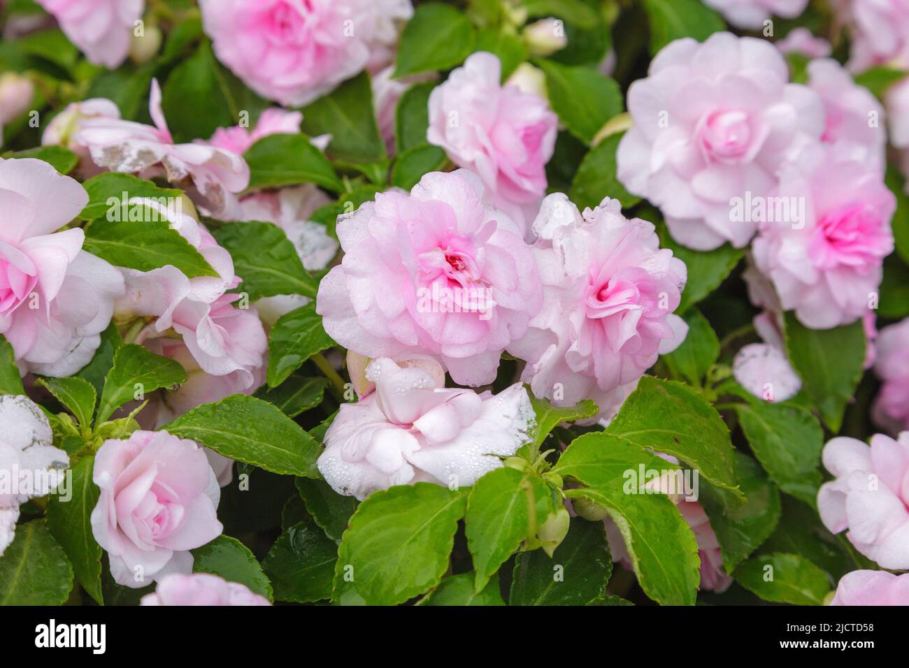 Impatiens flowers at Prescott Park in Portsmouth, New Hampshire during ...