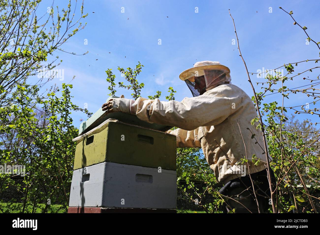 Beekeeper works on his beehive Stock Photo - Alamy