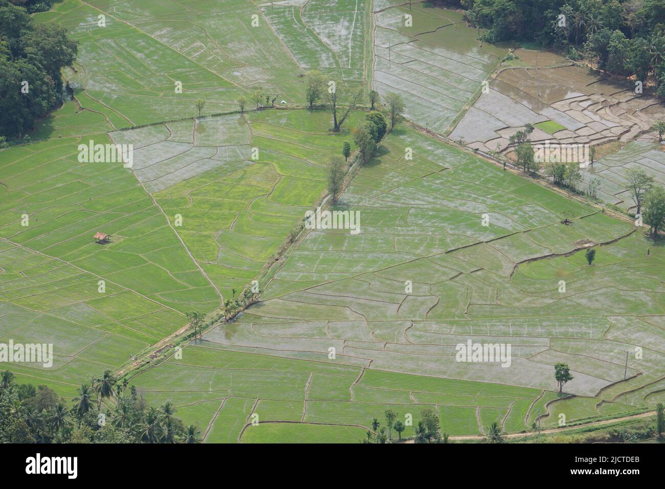 Paddy field car hi-res stock photography and images - Alamy