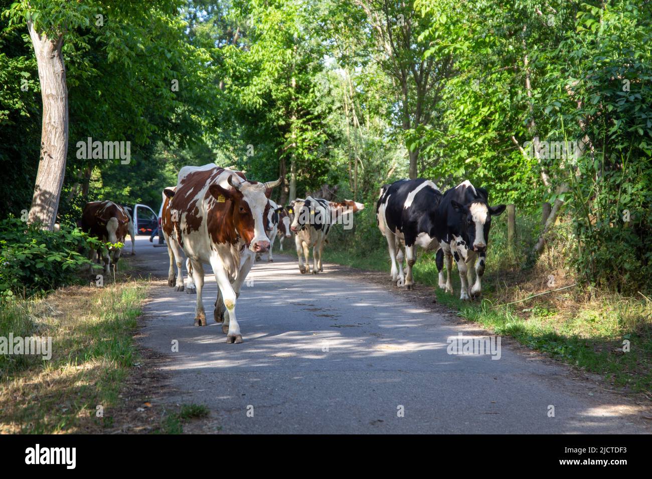 Cattle drive in the Palatinate: Dairy cows on their way from the ...