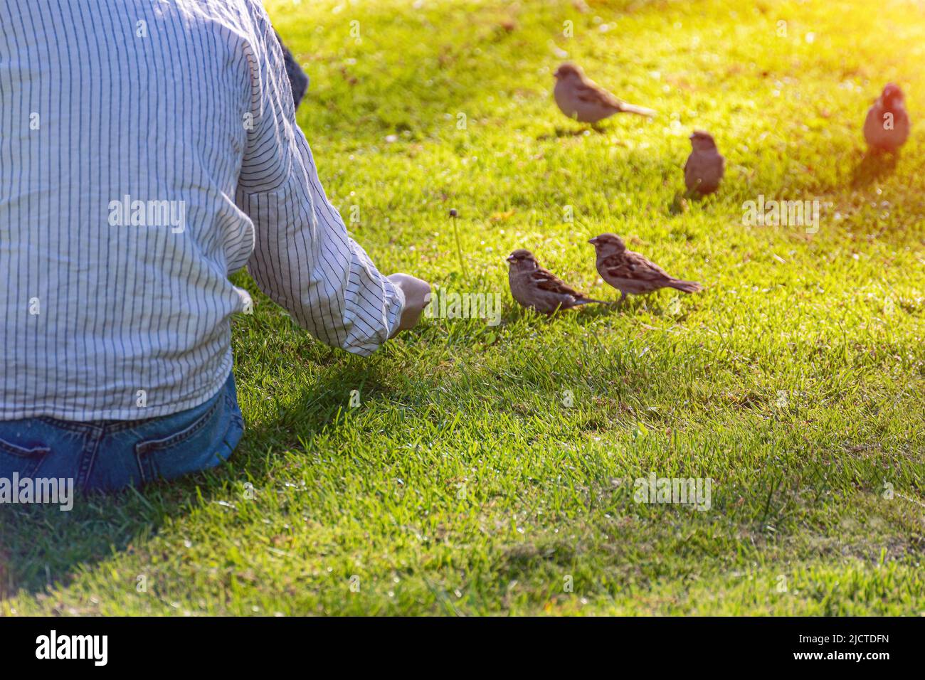 Group of sparrows hi-res stock photography and images - Alamy