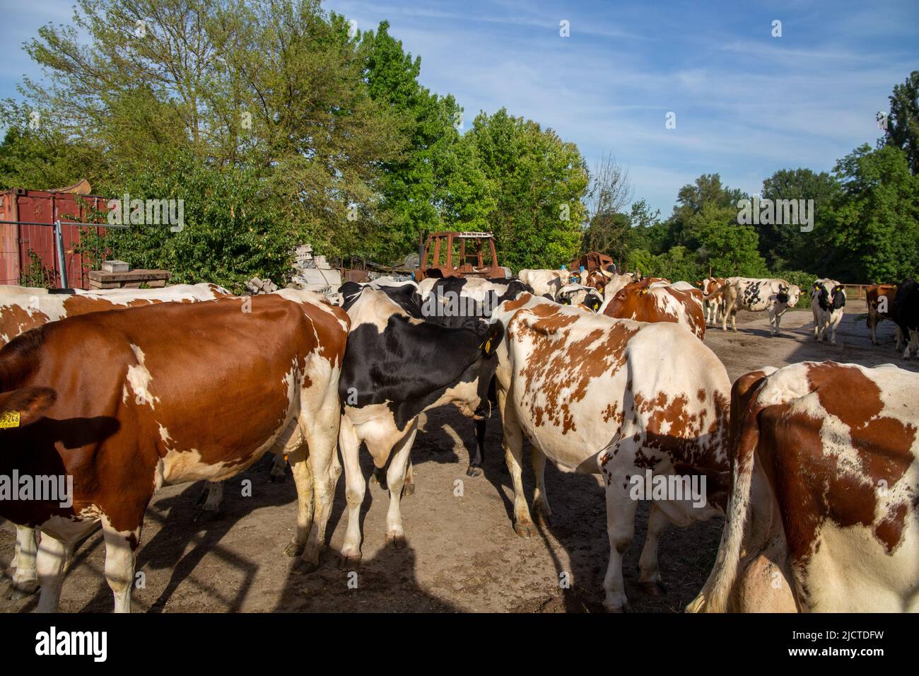 Cattle drive in the Palatinate: Dairy cows on their way from the ...