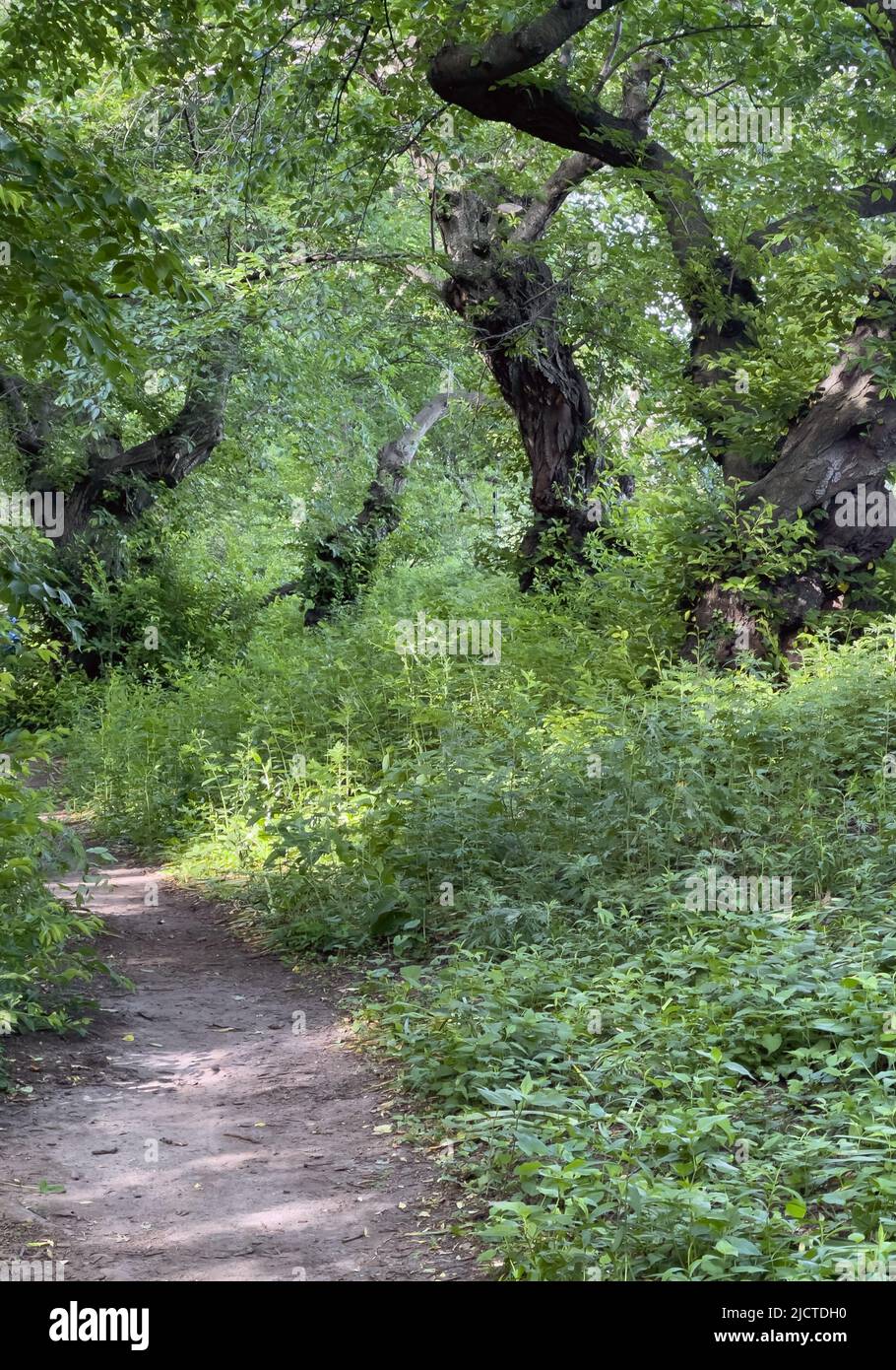 Malus coronaria, also known by the names sweet crabapple or garland ...