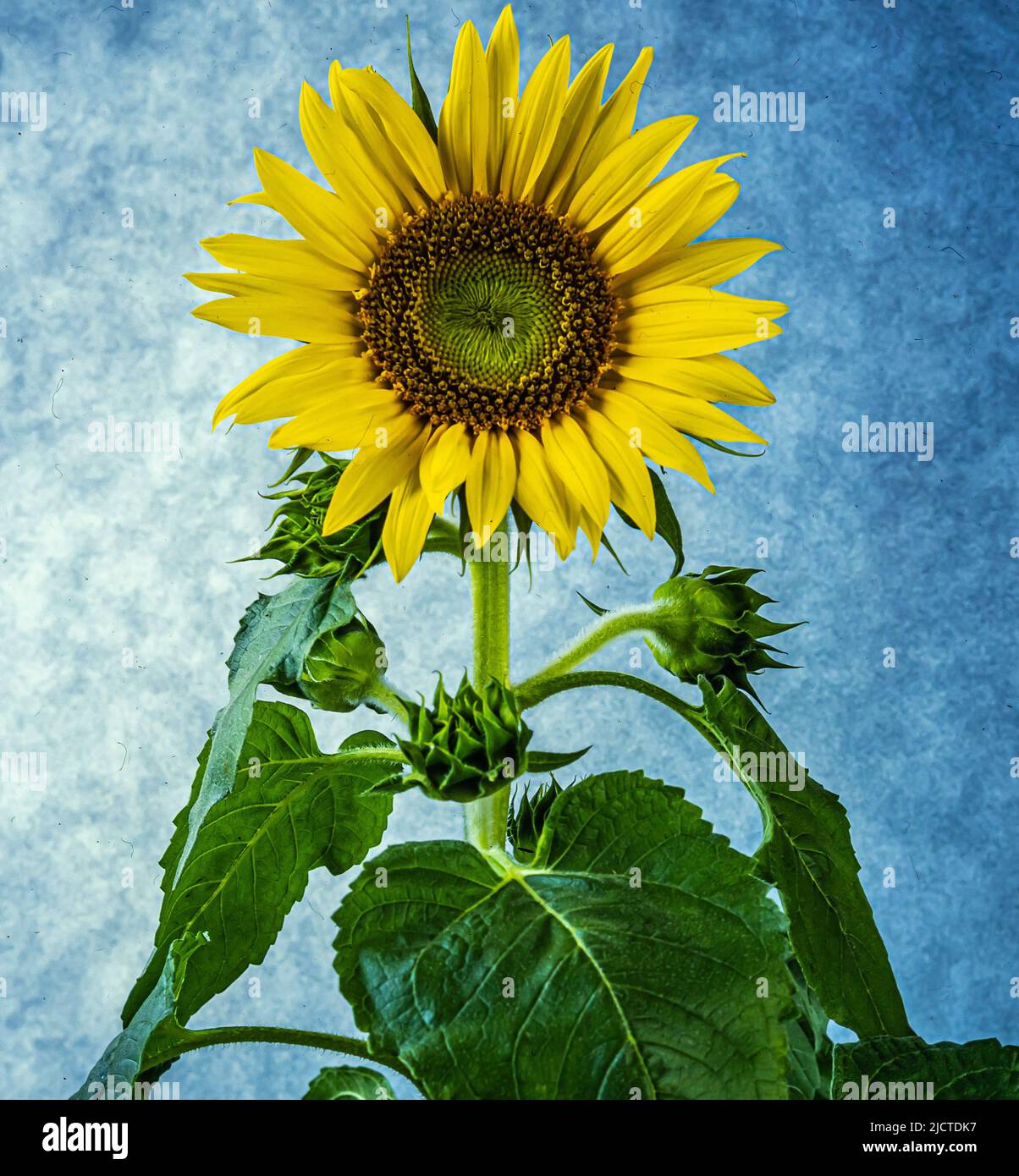 Helianthus annuus, the common sunflower, is a large annual plant of the ...