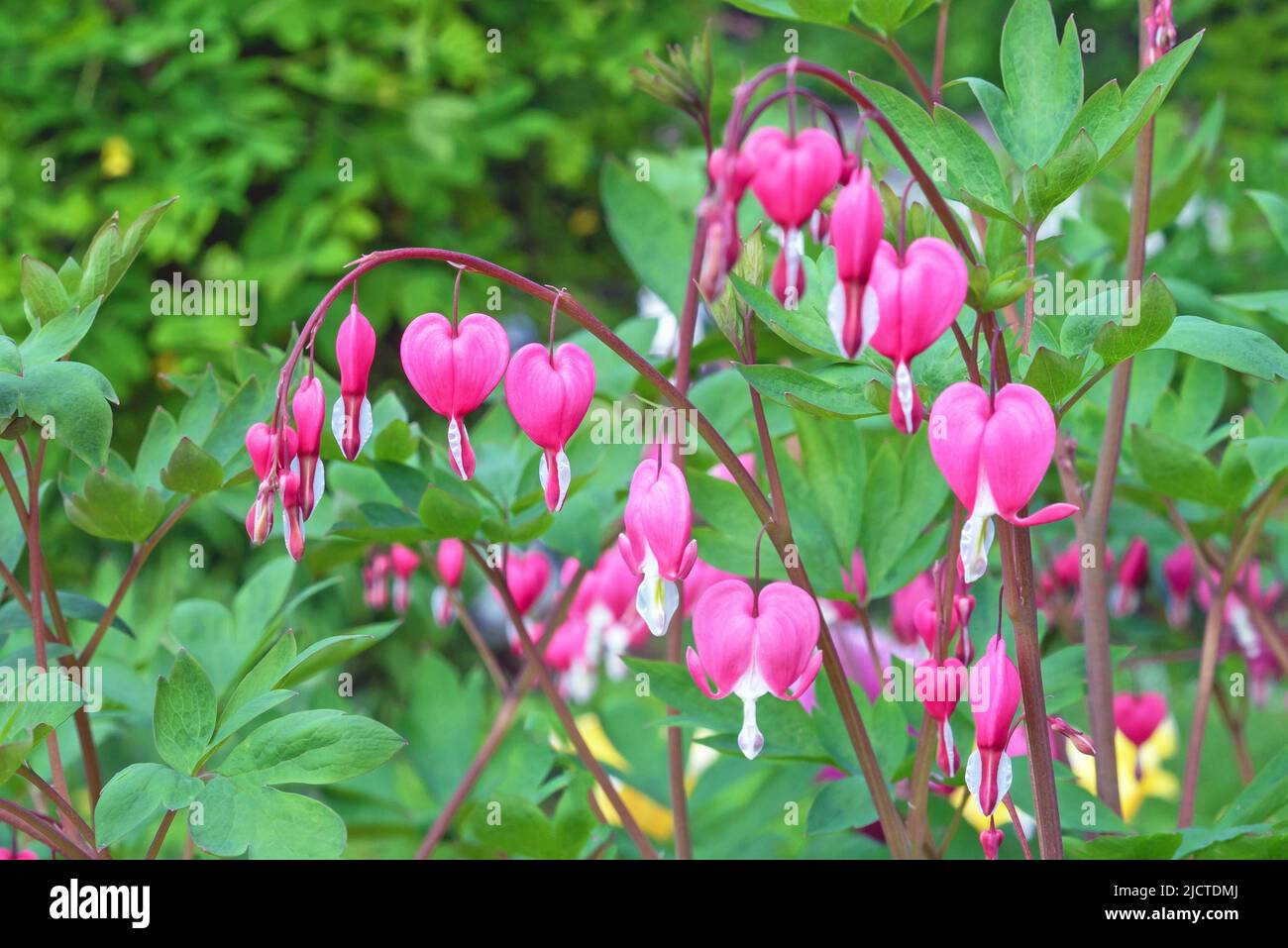 Purple Bleeding heart flowers (Dicentra spectabilis) against green ...