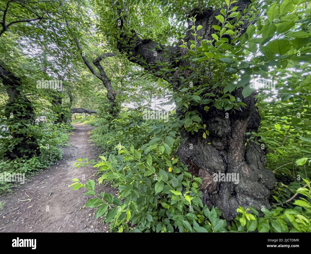 Malus coronaria, also known by the names sweet crabapple or garland ...