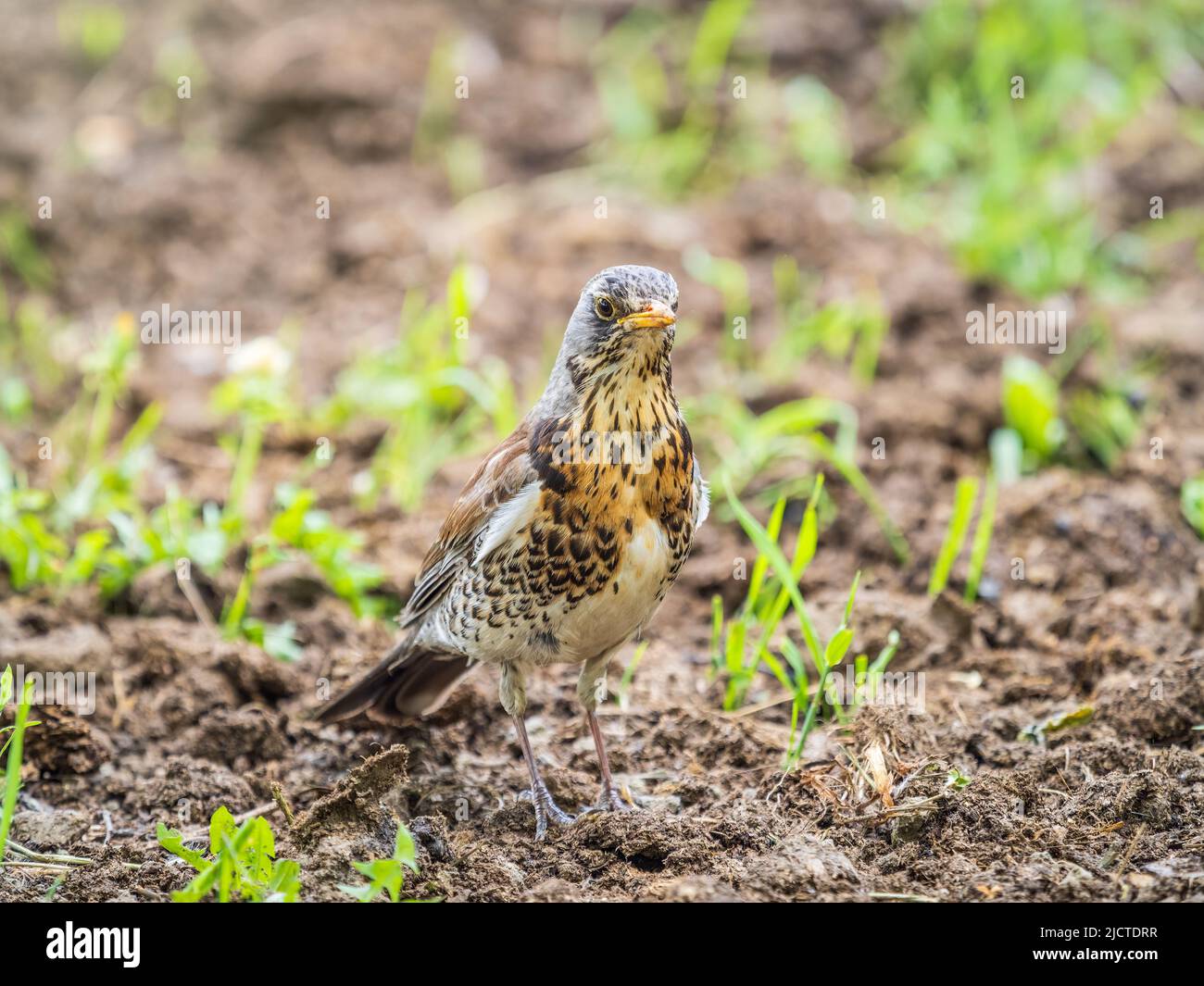 Wood bird Fieldfare on a spring lawn. Fieldfare, Turdus pilaris. Close ...