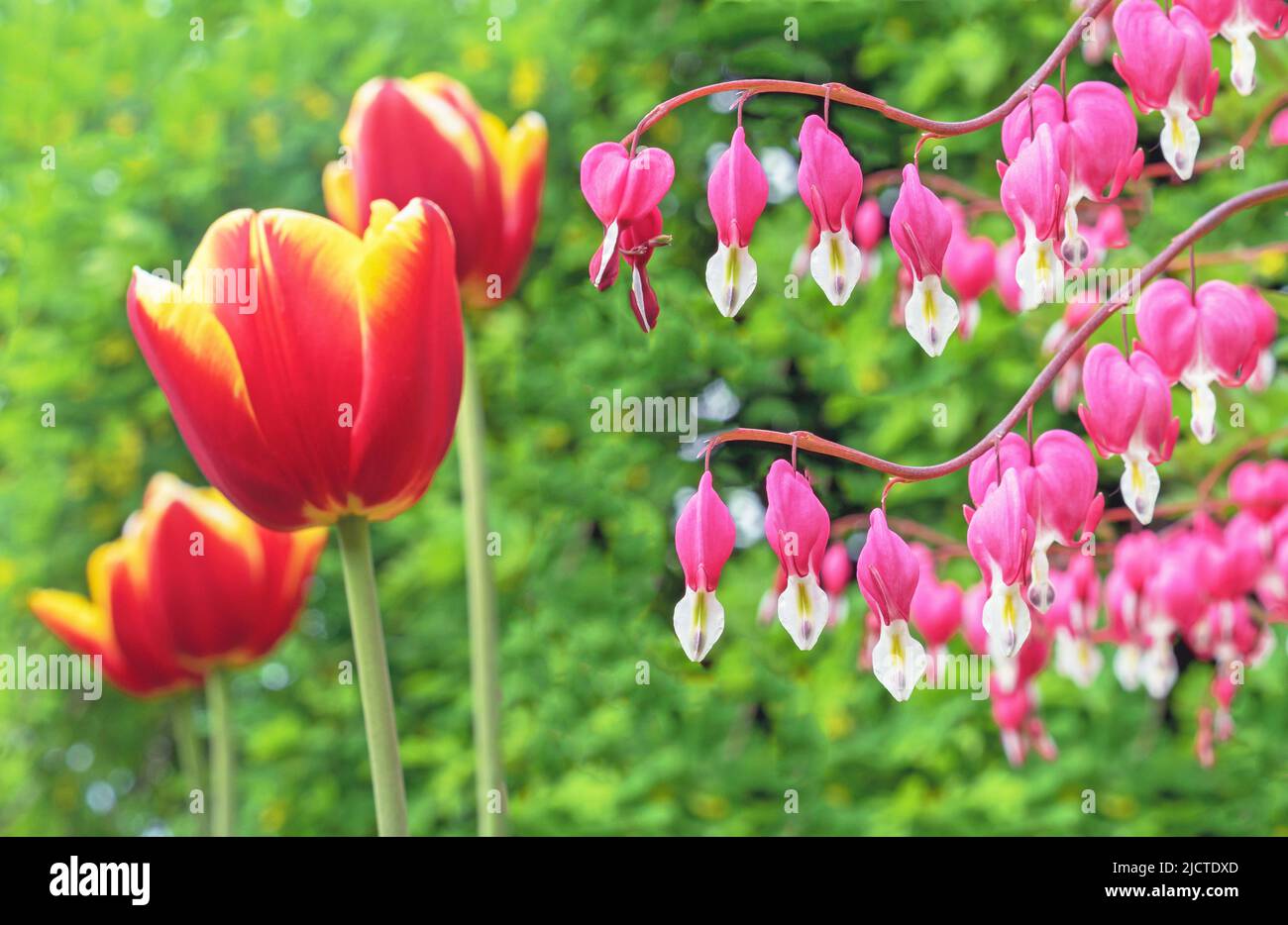 Purple Bleeding Heart Flower