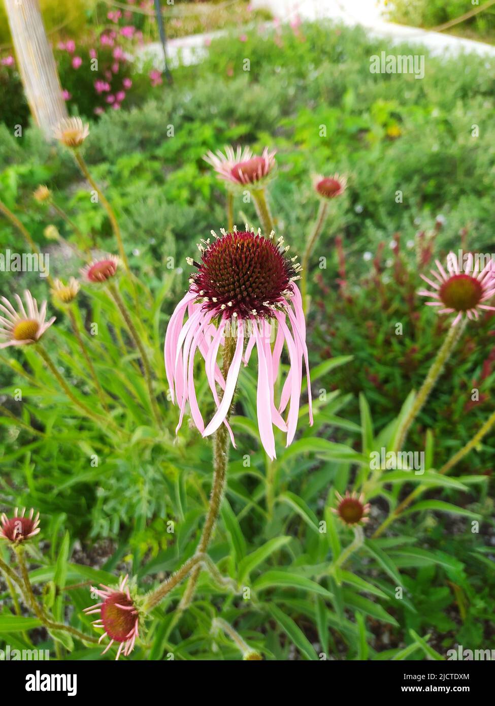 Withered daisy hi-res stock photography and images - Alamy
