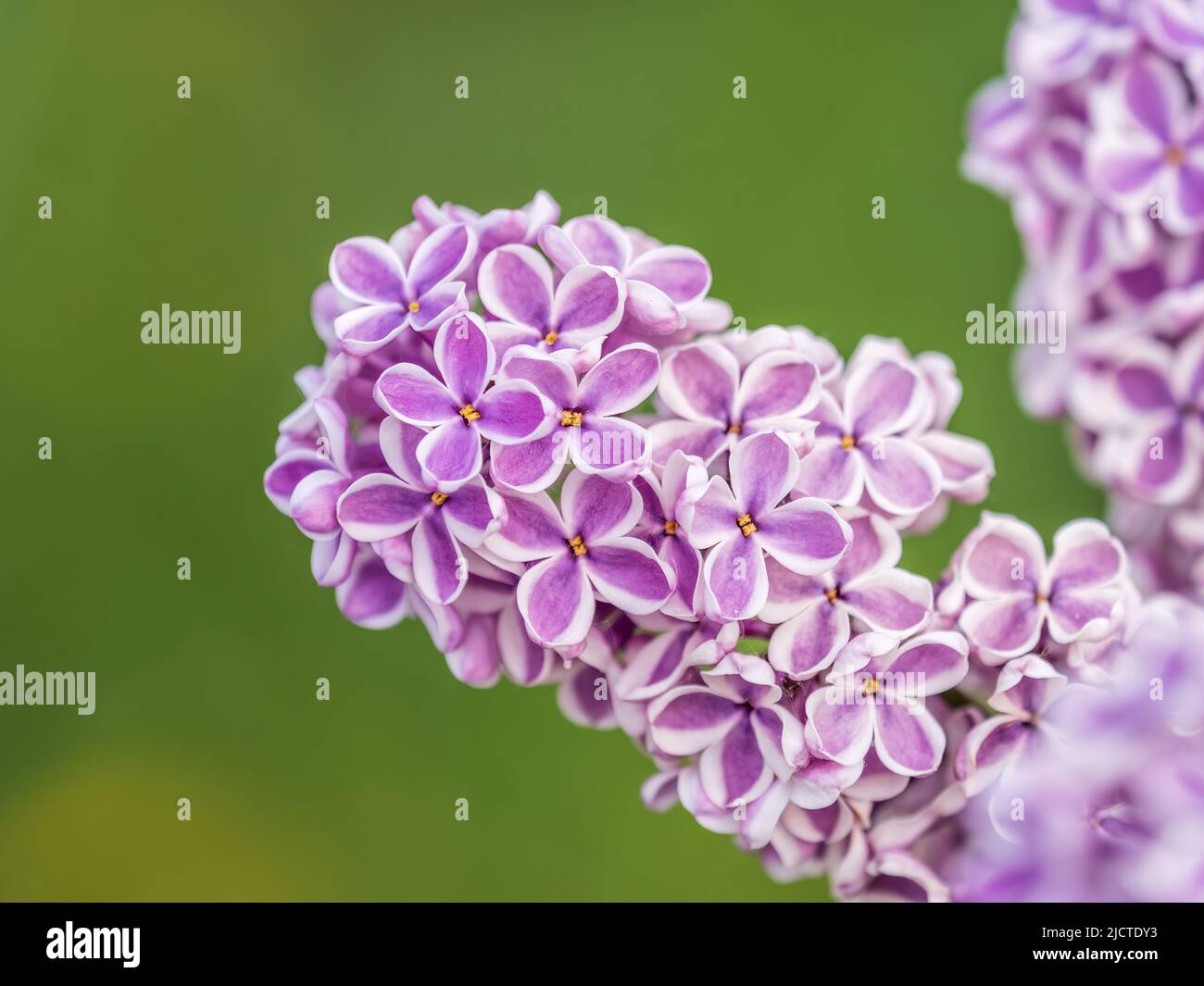 Pink Blooming Lilac Flowers in spring. Branches with spring lilac ...