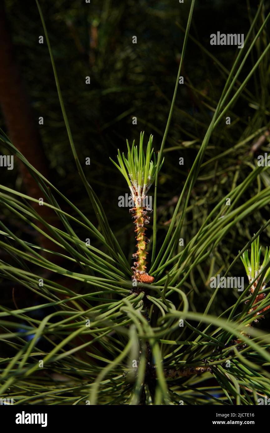 detail of a pine sapling with high illumination Stock Photo - Alamy
