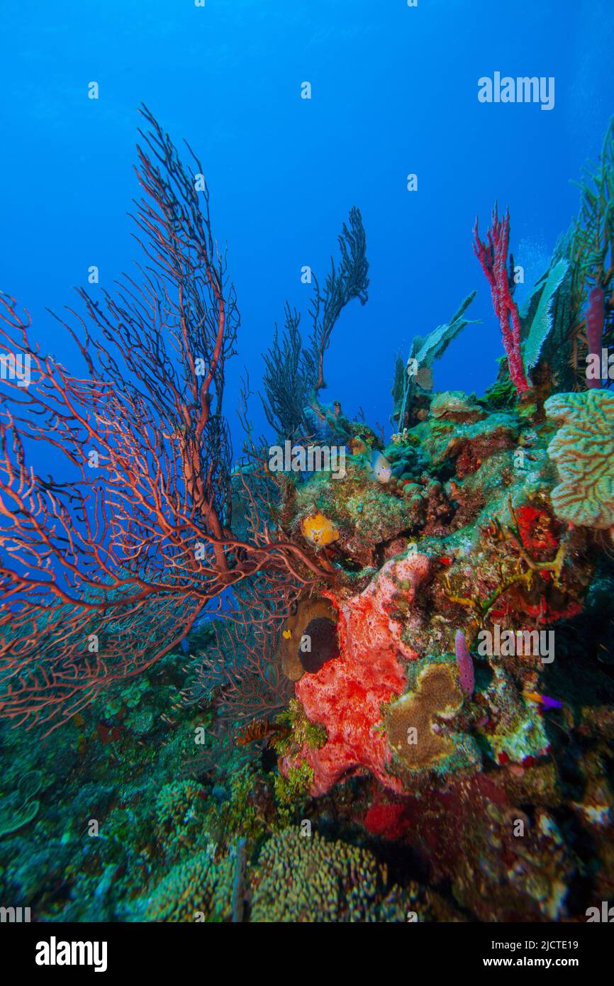 Caribbean coral reef off the coast of the island of Roatan Stock Photo ...