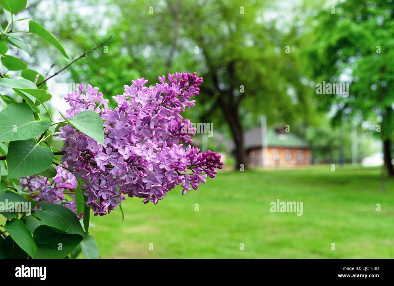 Branch with blooming lilacs against the backdrop of a rural house ...