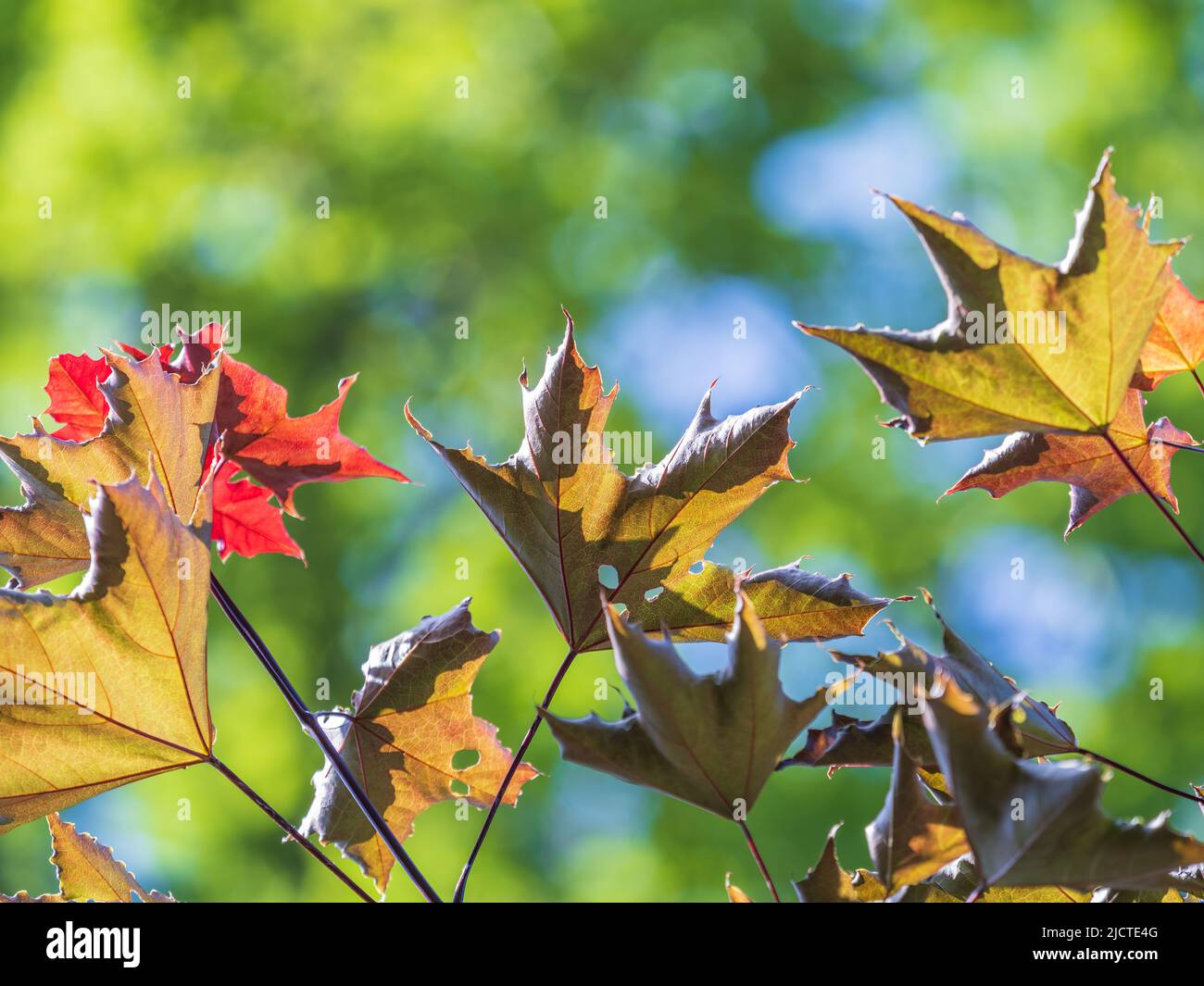 Tree branch with dark red leaves, Acer platanoides, the Norway maple ...