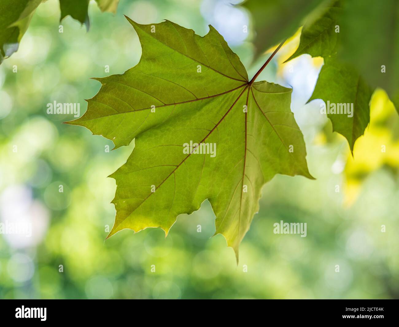 Spring branches of maple tree with fresh green leaves. Spring ...