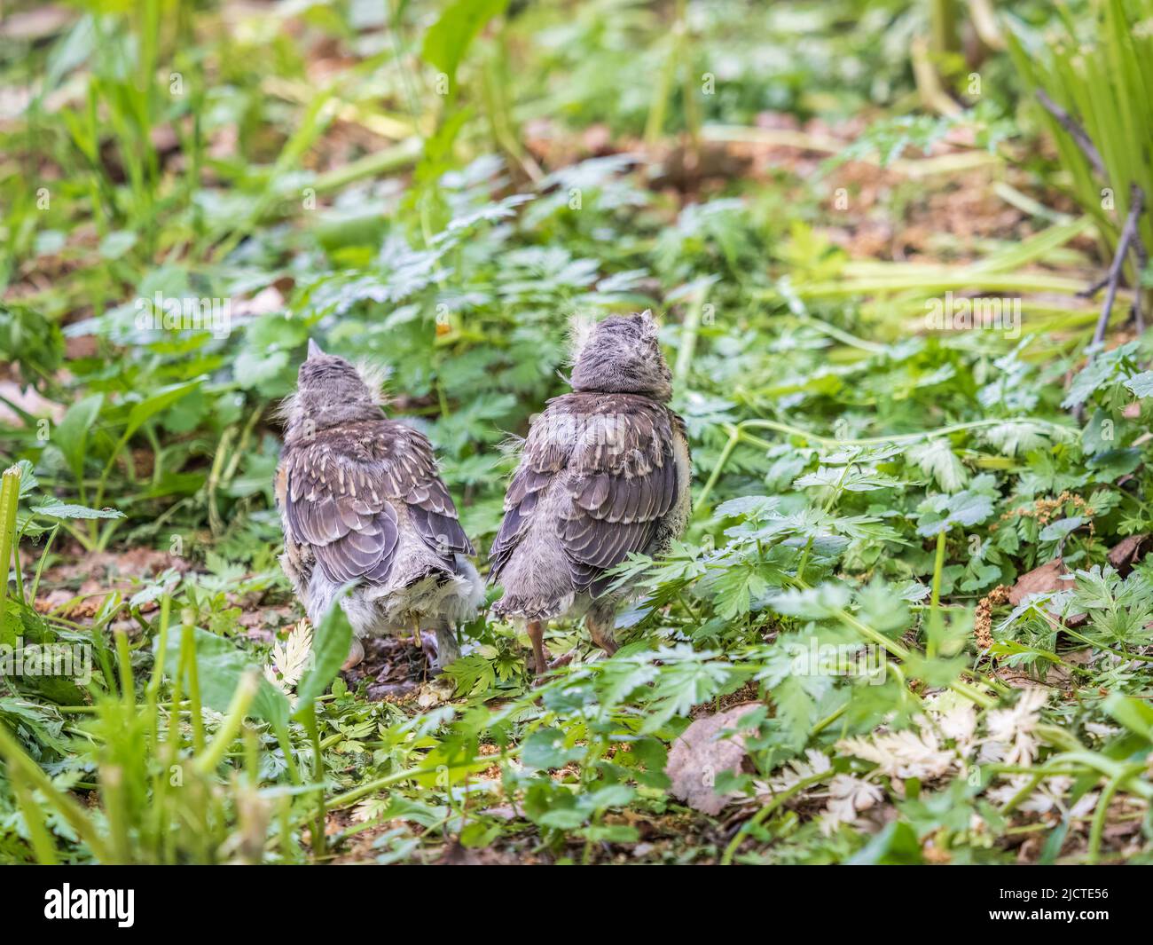 Two fieldfare chicks, Turdus pilaris, have left the nest and are ...