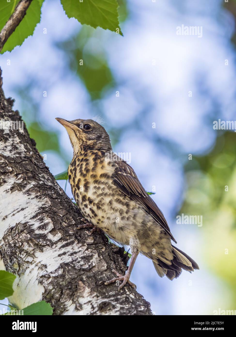 A fieldfare chick, Turdus pilaris, has left the nest and is sitting on ...
