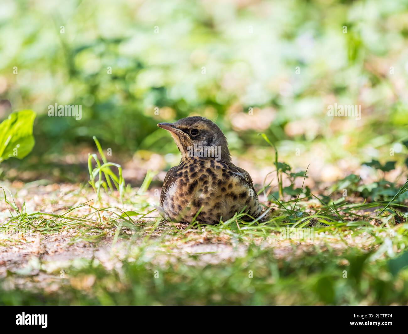 Nestling bird left nest hi-res stock photography and images - Alamy