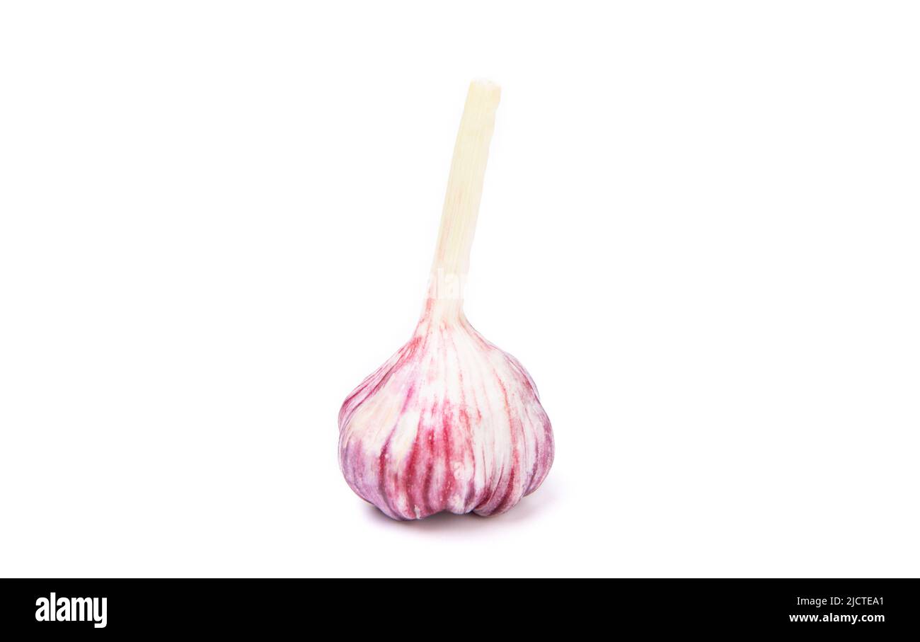 Fresh organic garlic bulb allium sativum isolated on white Stock Photo ...