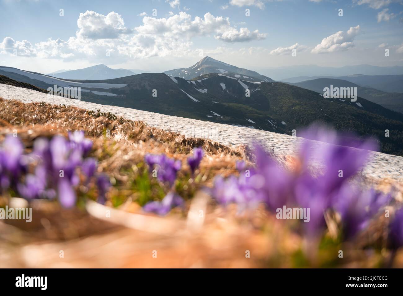 Crocus flowers on spring Ukrainian Carpathians mountains. Landscape ...