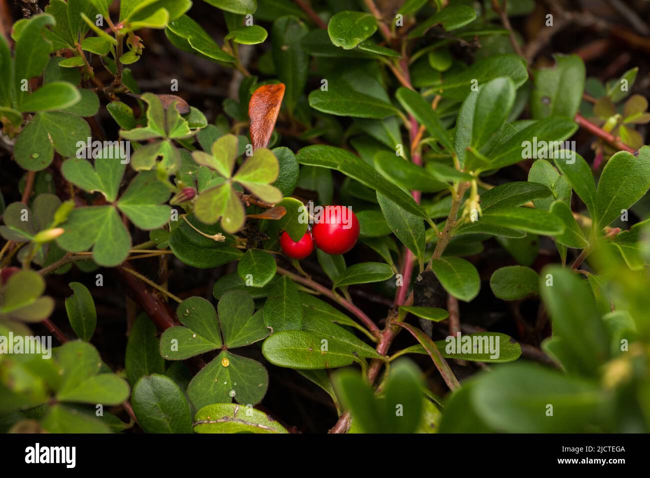 Cranberry branch background. Nature textures. Red berries on a green ...