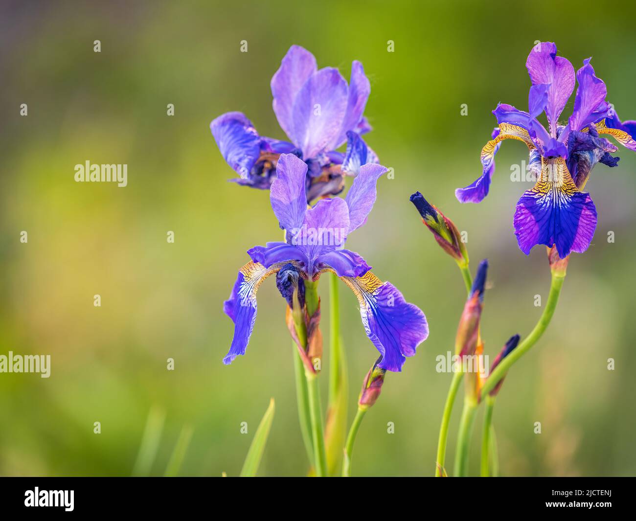 Beautiful blue flowers of Siberian iris in spring garden. Iris sibirica ...