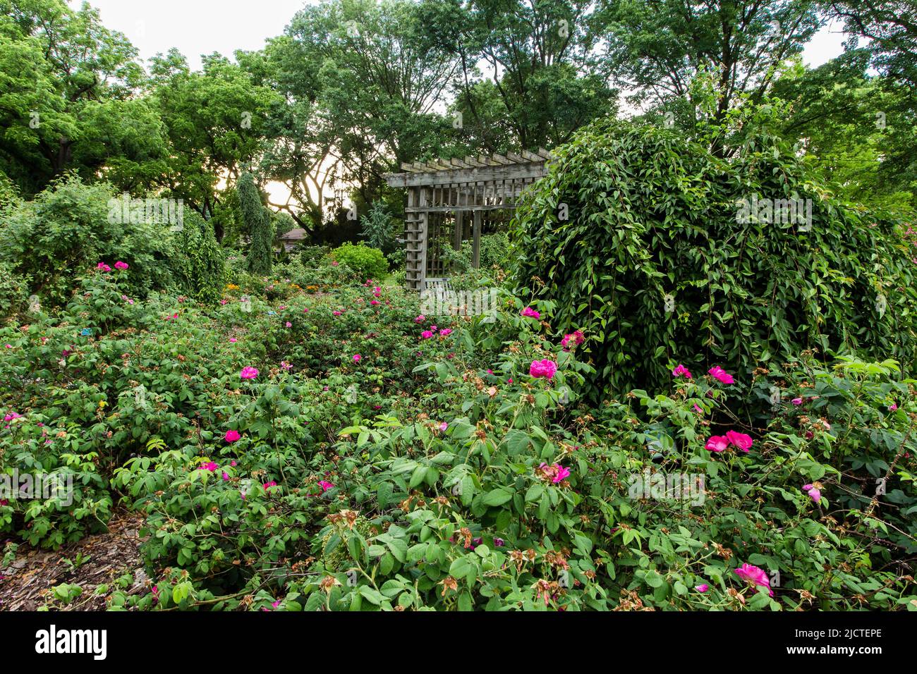Park of Roses, Columbus, Ohio Stock Photo - Alamy