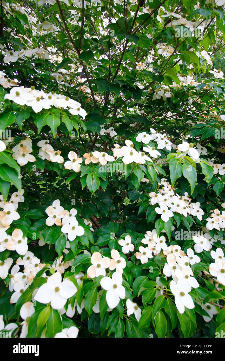 Horticulture roses hi-res stock photography and images - Alamy