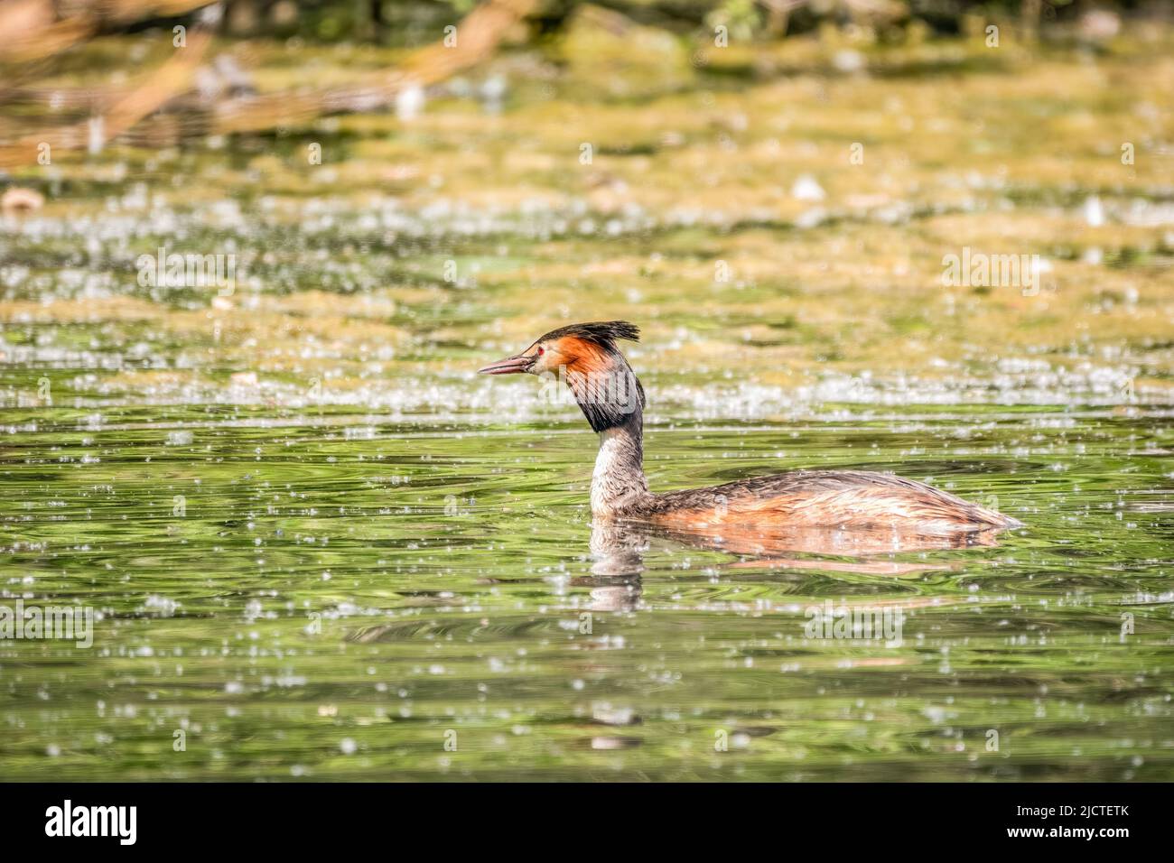 The waterfowl bird Great Crested Grebe swimming in the calm lake. The ...