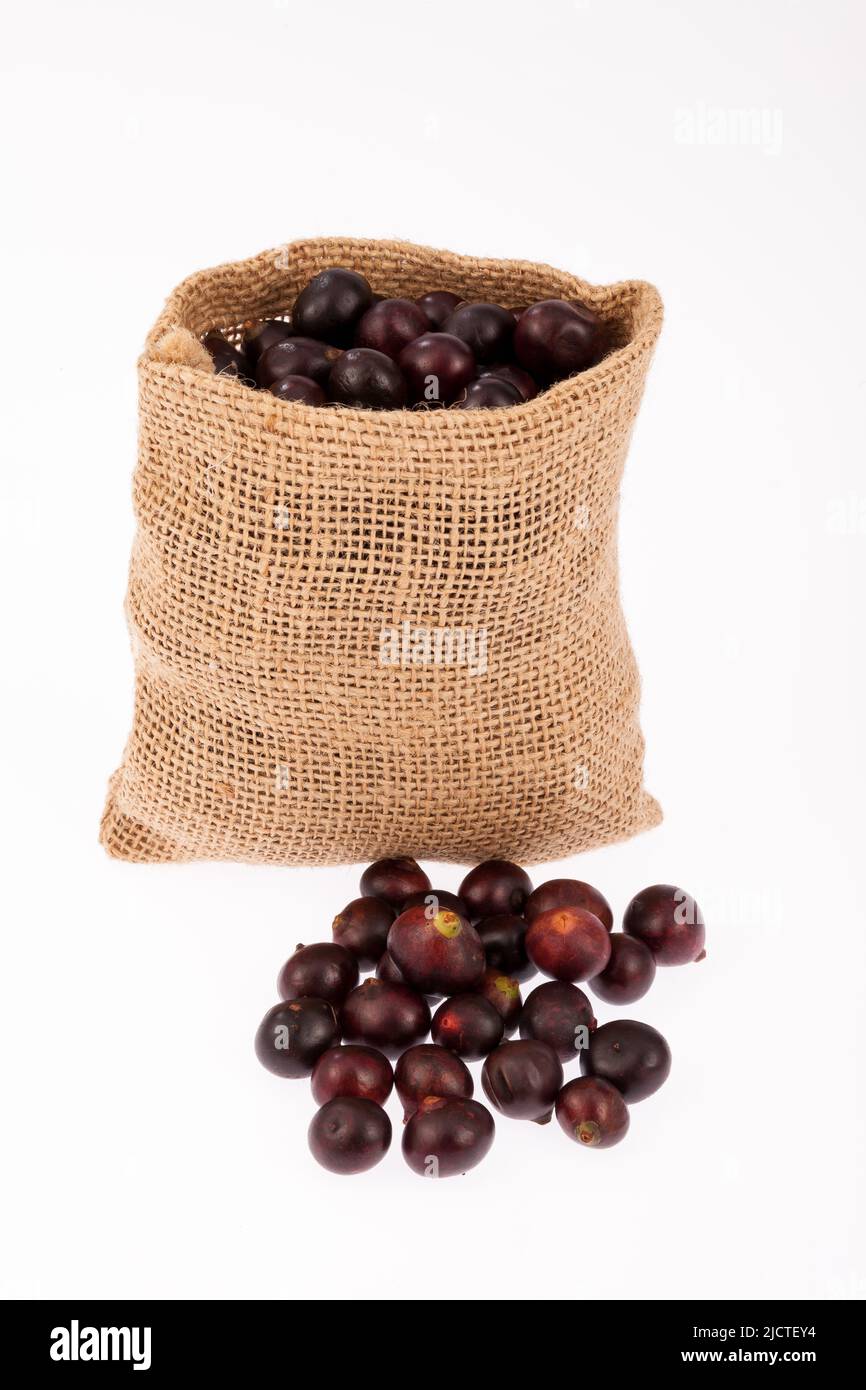 The amazon acai fruit (Euterpe oleracea Stock Photo - Alamy