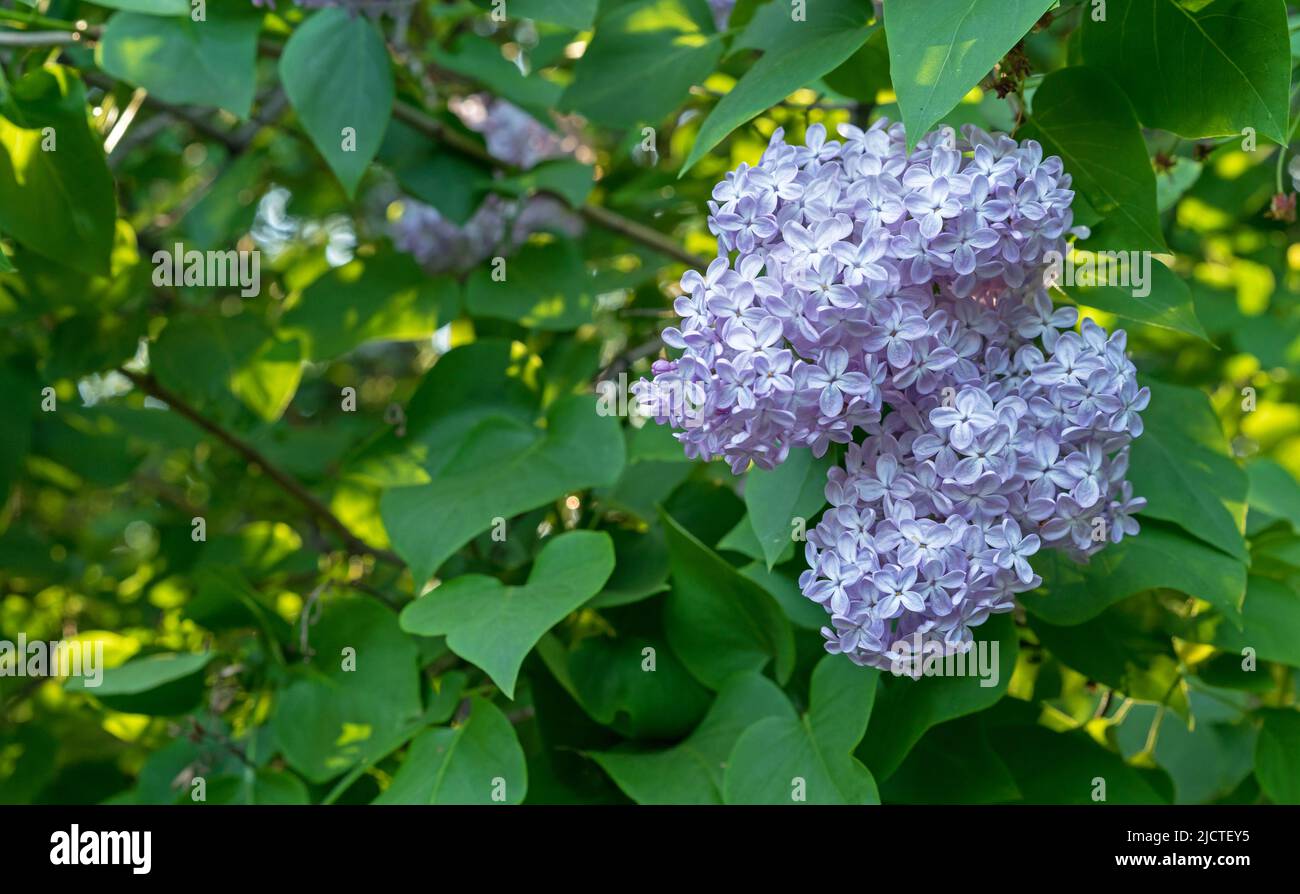 Purple Lilac flowers. Branch with blooming Lilac. Delicate and fragrant ...
