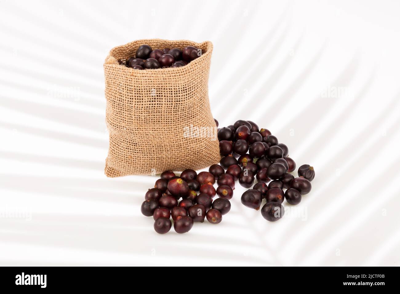 The amazon acai fruit (Euterpe oleracea Stock Photo - Alamy
