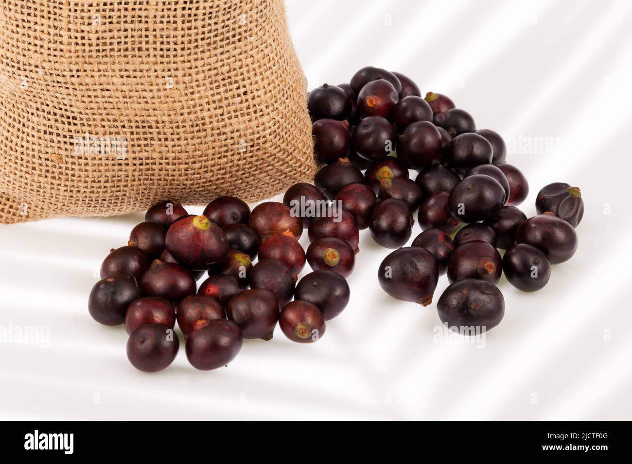 The amazon acai fruit (Euterpe oleracea Stock Photo - Alamy
