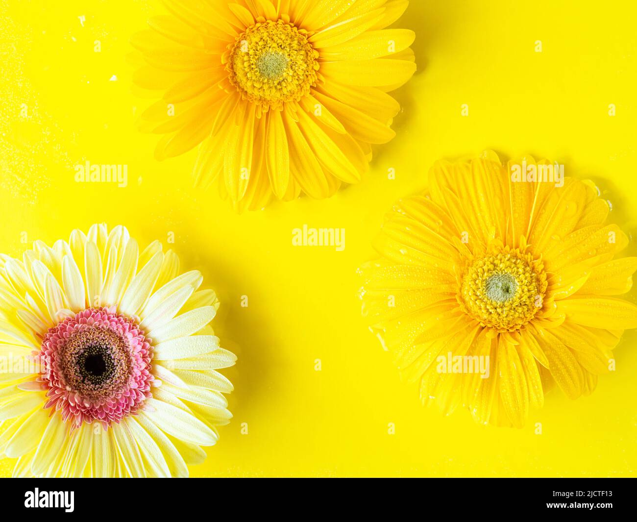 Yellow beautiful gerbera flowers on monochrome background in water ...