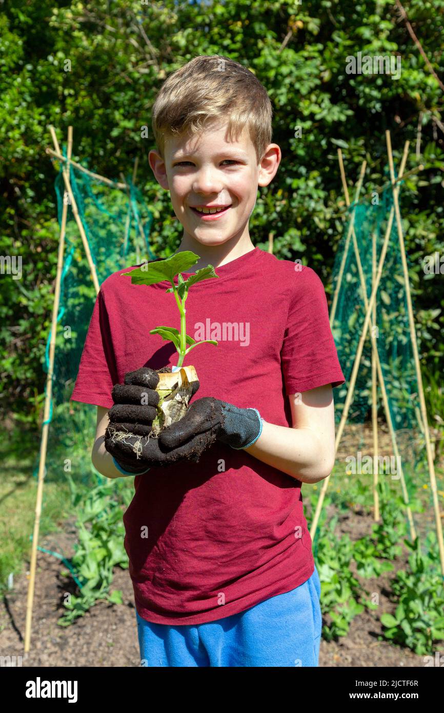 Nine year old boy holding a seedling that is ready to be planted in a ...
