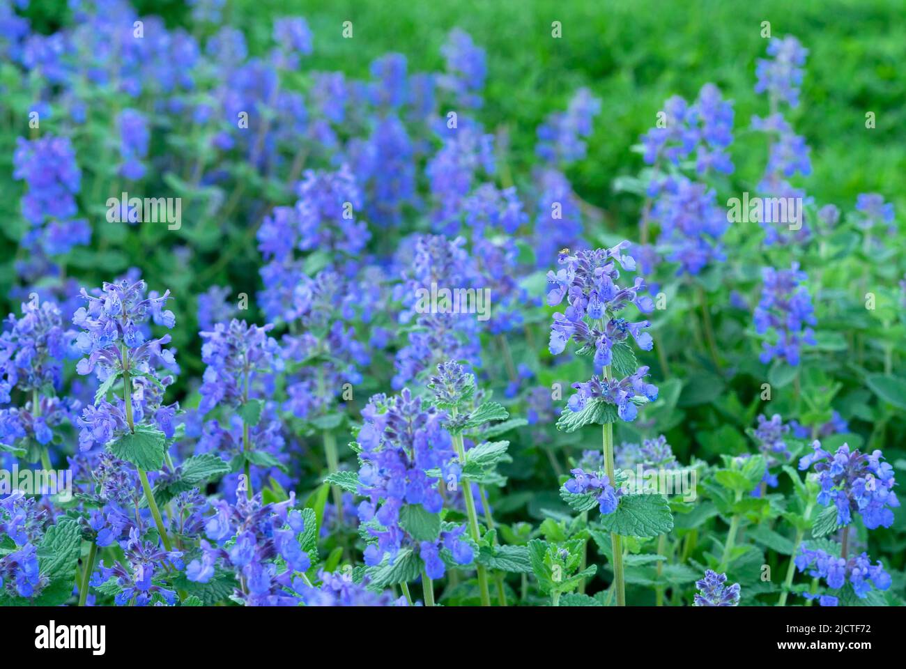 Catnip (Nepeta racemosa) blooms in the summer garden. Blue catmint ...